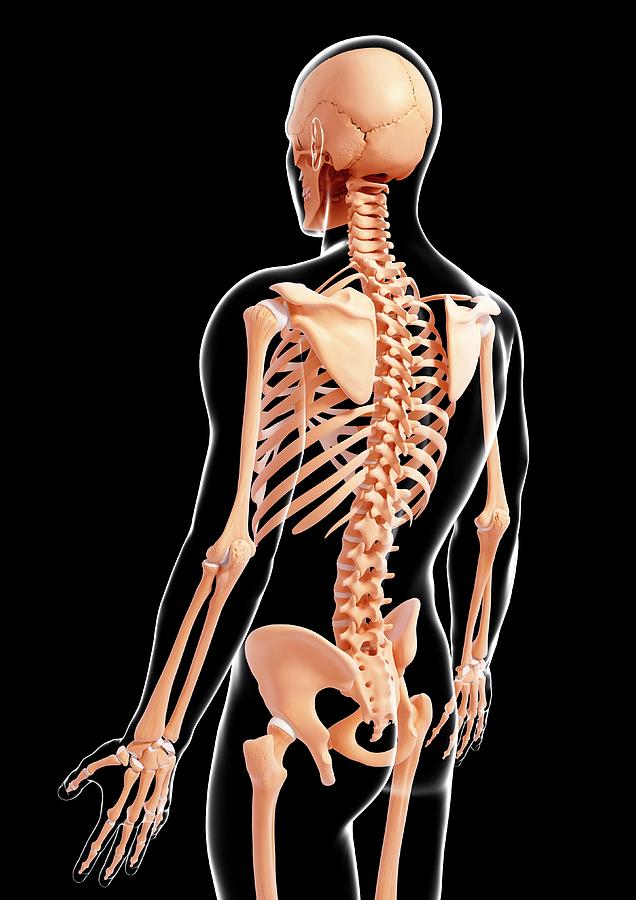 Human Skeleton Photograph by Pixologicstudio/science Photo Library ...
