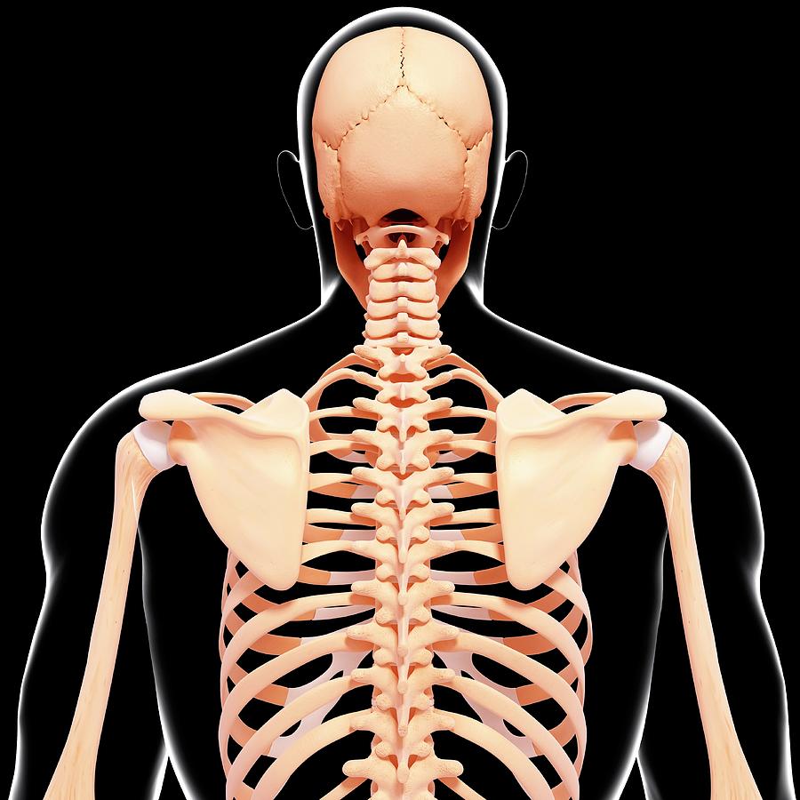 Human Skeleton Photograph by Pixologicstudio/science Photo Library ...