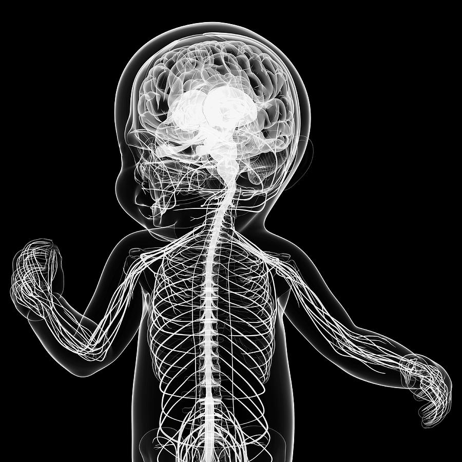 Baby's Nervous System #48 by Science Photo Library