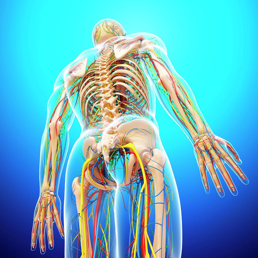 Human Anatomy Photograph by Pixologicstudio/science Photo Library ...