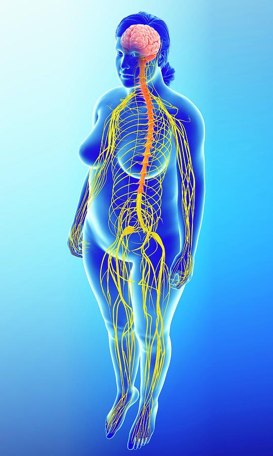 Human Nervous System #48 by Science Photo Library