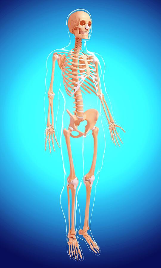 Human Skeleton Photograph by Pixologicstudio/science Photo Library ...