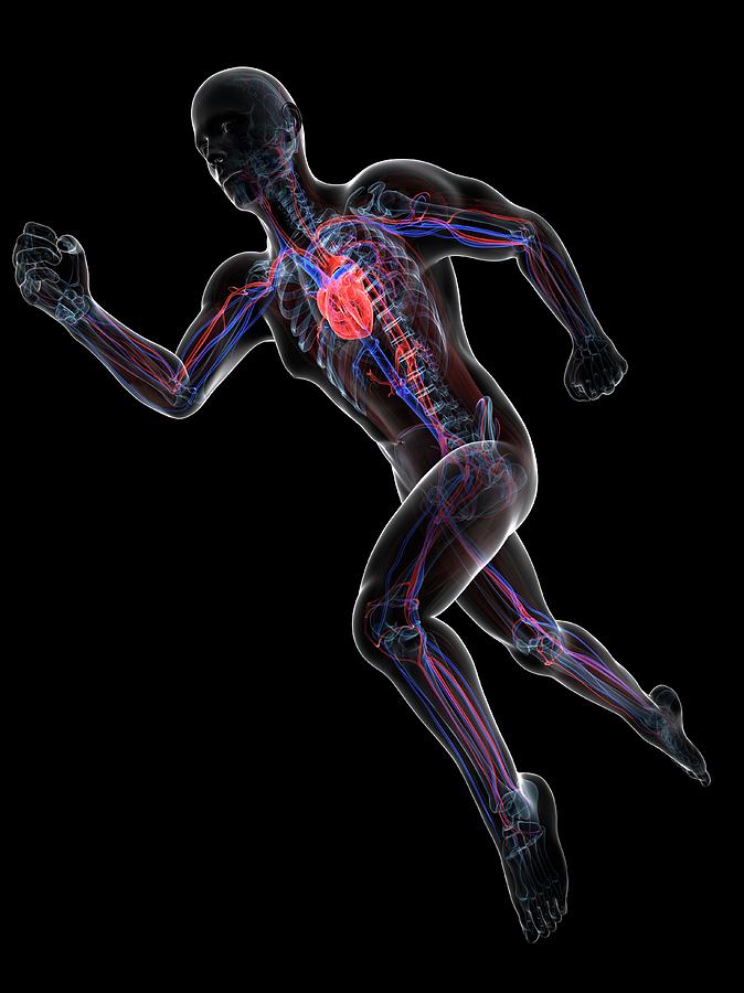 Sprinter Photograph by Sciepro/science Photo Library - Fine Art America