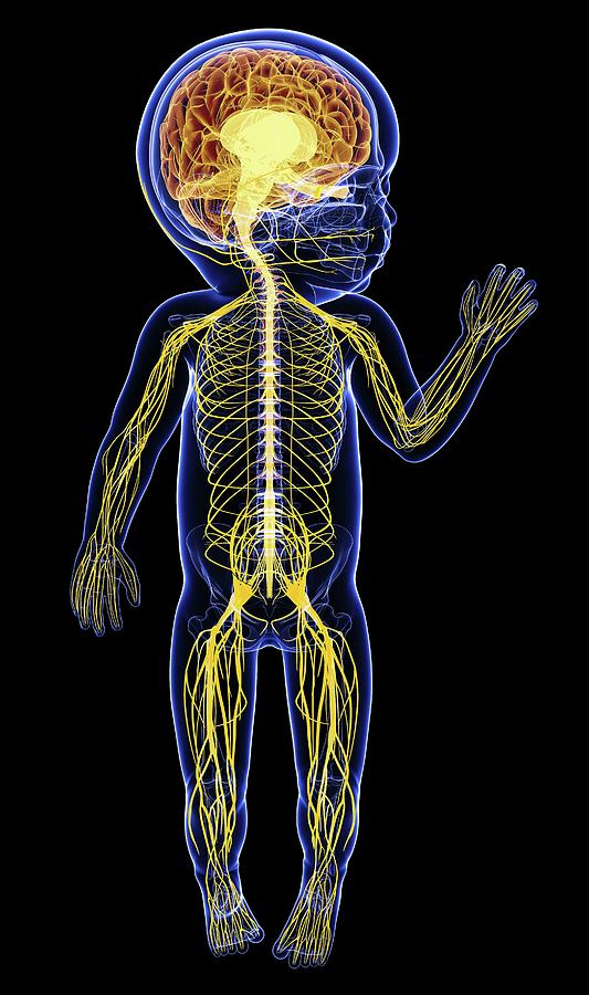 Baby's Nervous System #49 by Science Photo Library