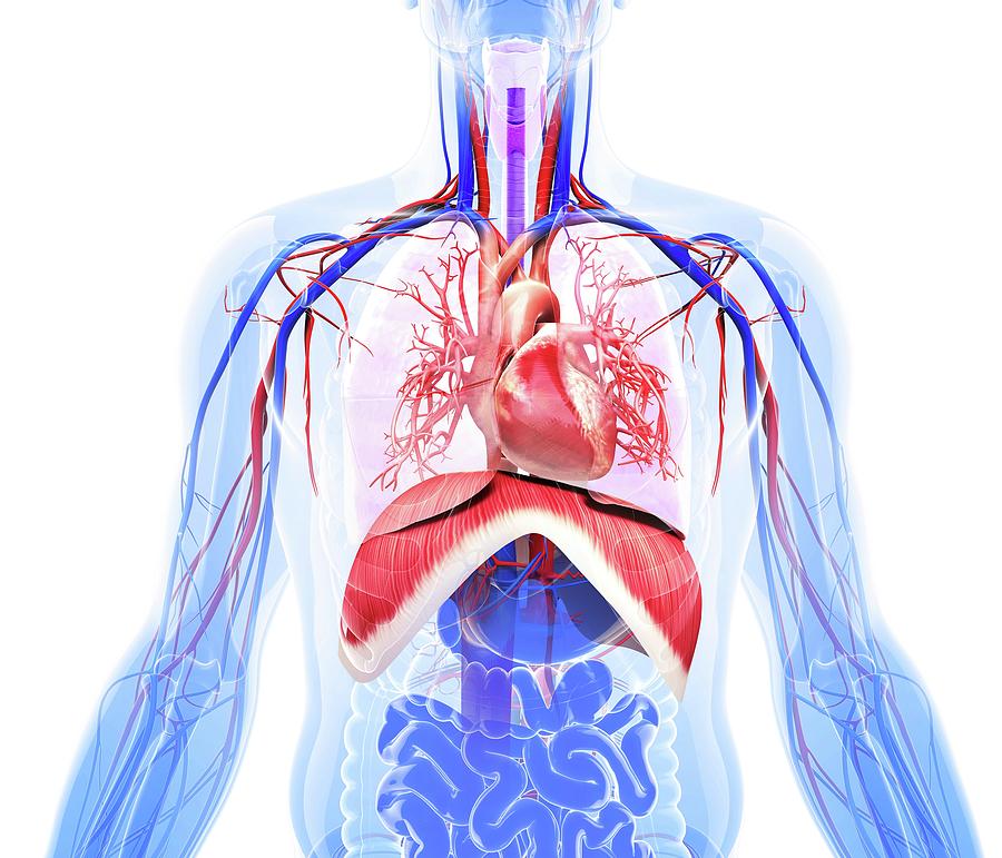 Human Respiratory System #49 Photograph by Pixologicstudio - Pixels