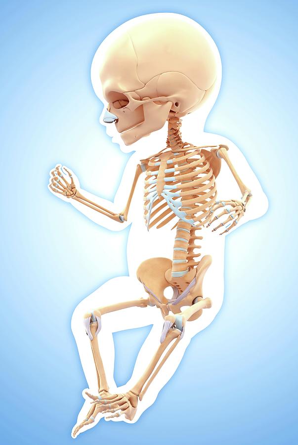 Human Skeletal System #49 by Science Photo Library