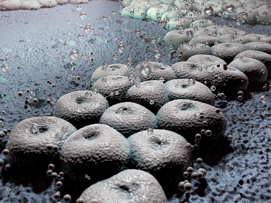 Acinetobacter Baumannii Bacteria Photograph by Hipersynteza | Fine Art ... Acinetobacter Baumannii Bacteria Photograph by Hipersynteza | Fine Art ...