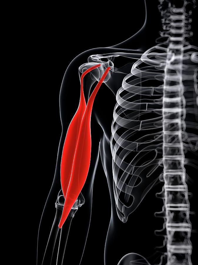 Arm Muscle Photograph by Sciepro/science Photo Library