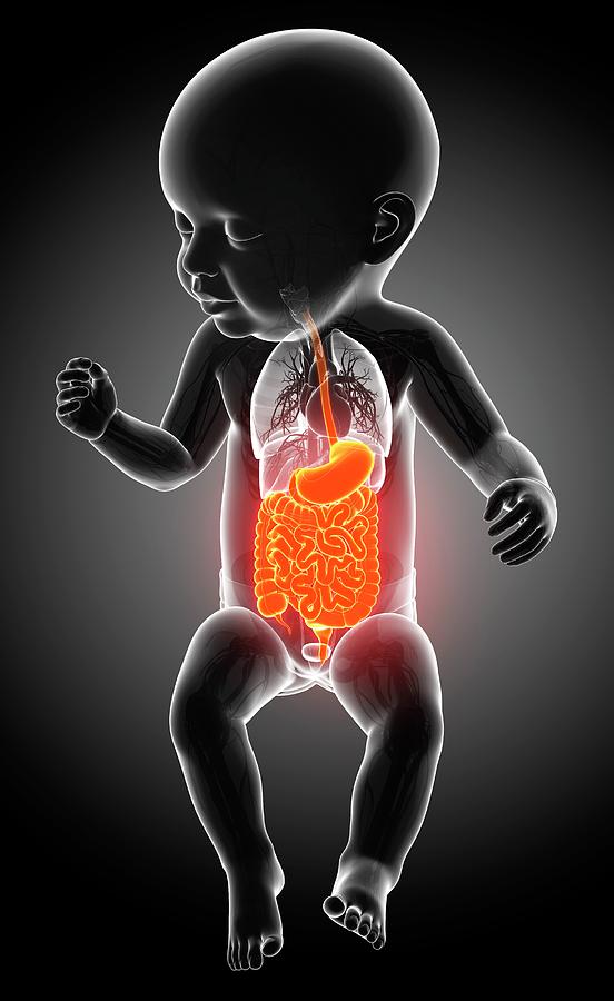 Baby's Digestive System Photograph by Pixologicstudio/science Photo ...