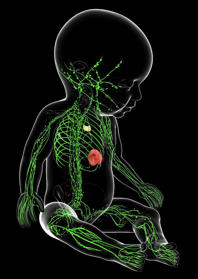 Baby's Lymphatic System #5 by Science Photo Library