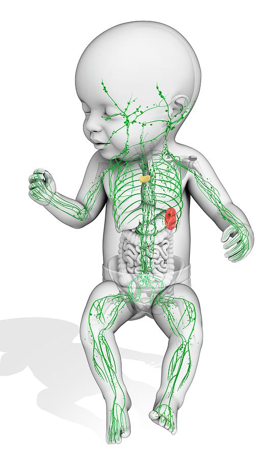 Baby's Lymphatic System Photograph by Pixologicstudio/science Photo ...