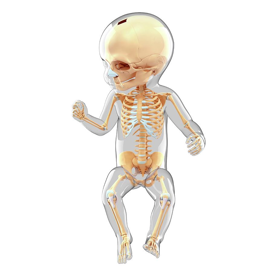 Baby's Skeletal System #5 Photograph by Pixologicstudio - Fine Art America