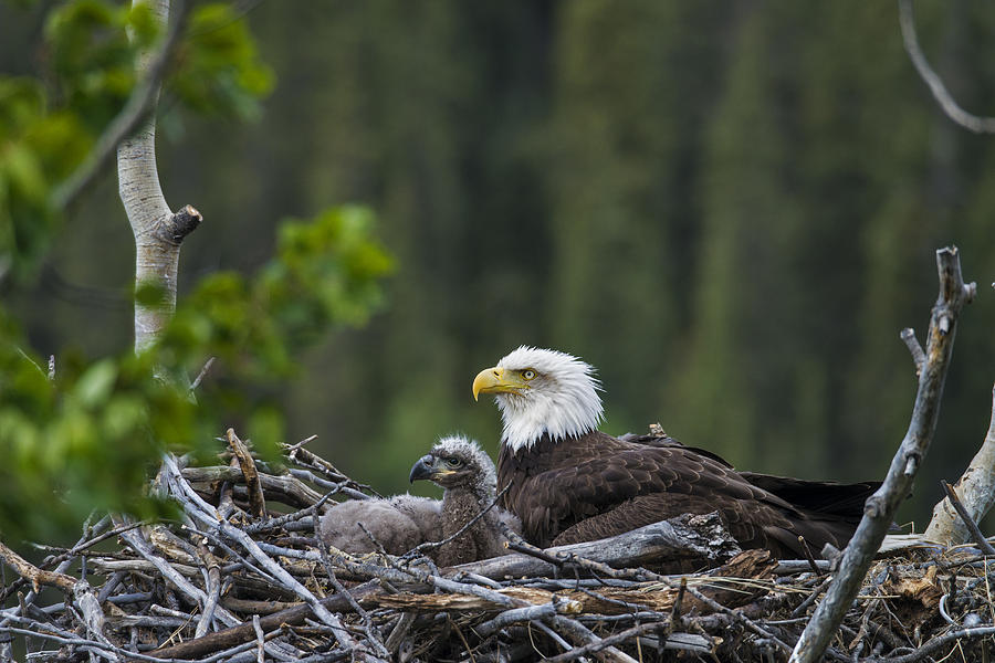 Bald Eagle Nesting Photograph by Mark Newman - Fine Art America