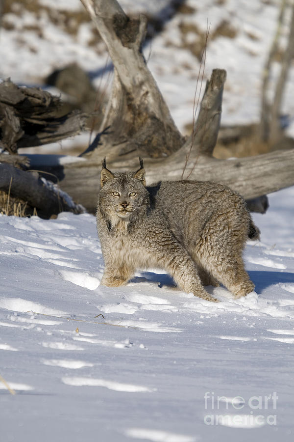 Canada Lynx Photograph by Linda Freshwaters Arndt