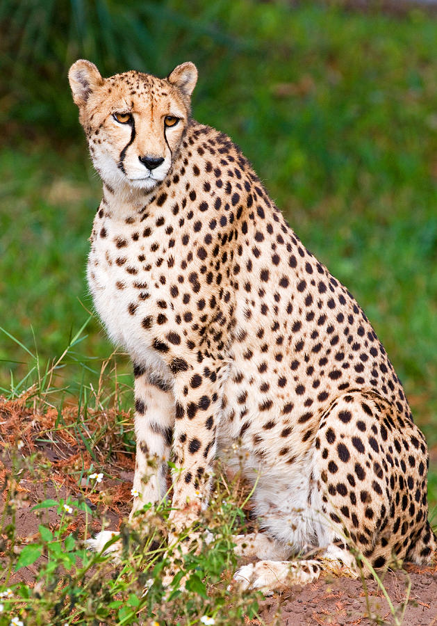 Cheetah #5 by Millard H. Sharp