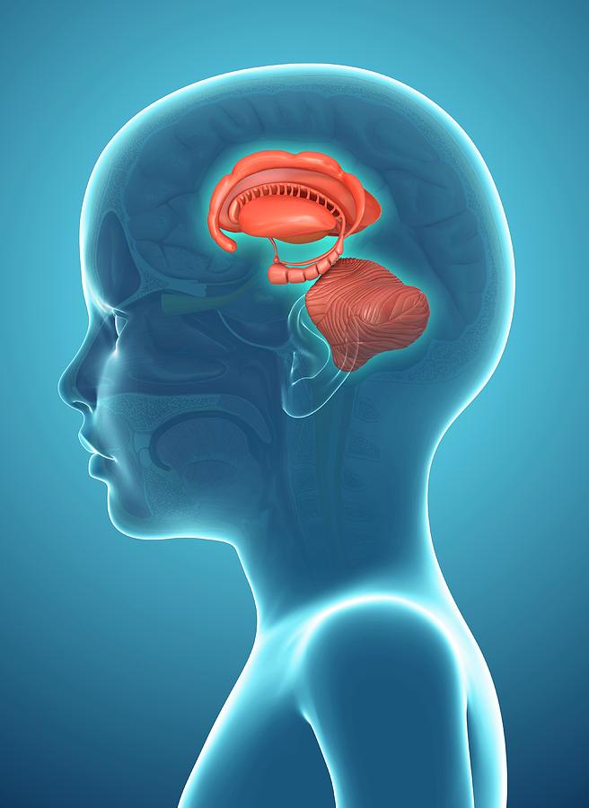 Child's Brain Structures Photograph by Pixologicstudio/science Photo ...