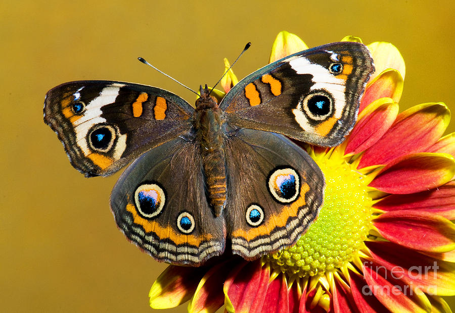 Common Buckeye #5 by Millard H. Sharp