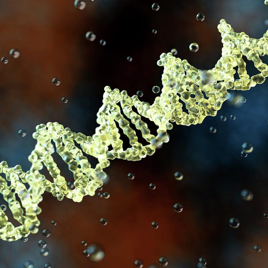 Dna Photograph by Ventris / Science Photo Library - Fine Art America