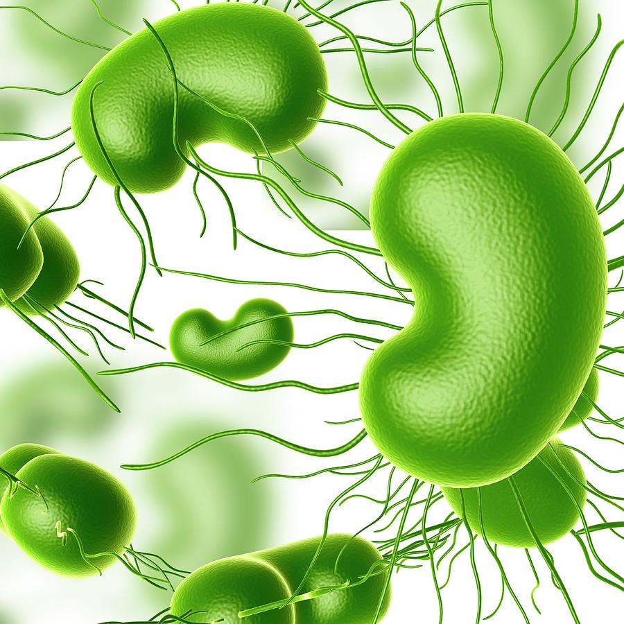 E. Coli Bacteria Photograph by Pixologicstudio/science Photo Library ...
