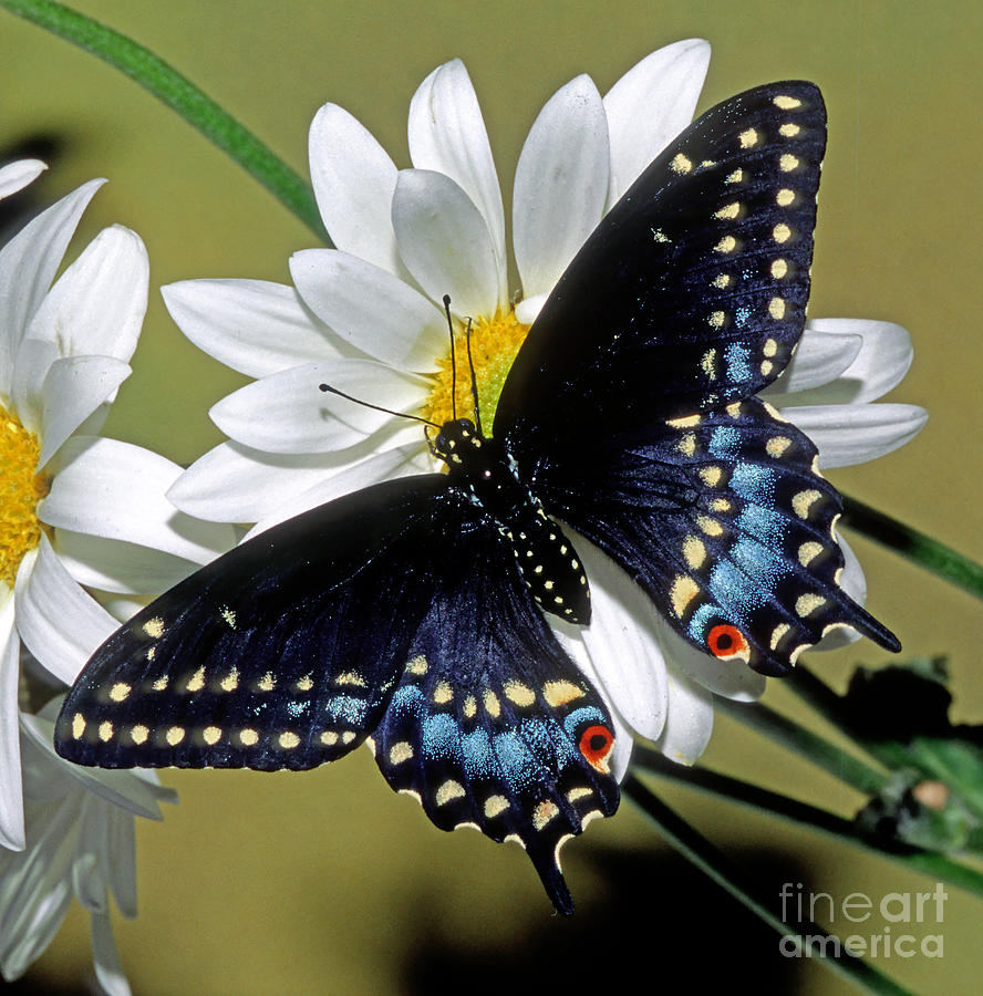 Eastern Black Swallowtail Photograph by Millard H. Sharp - Fine Art America