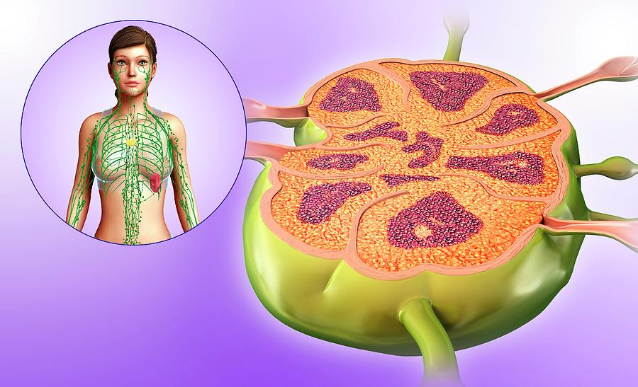 Female Lymph Node Structure Photograph by Pixologicstudio/science Photo ...