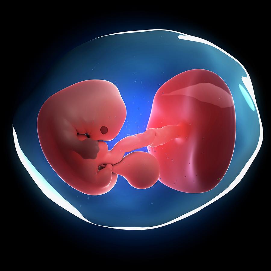 Fetal Development #5 by Science Photo Library