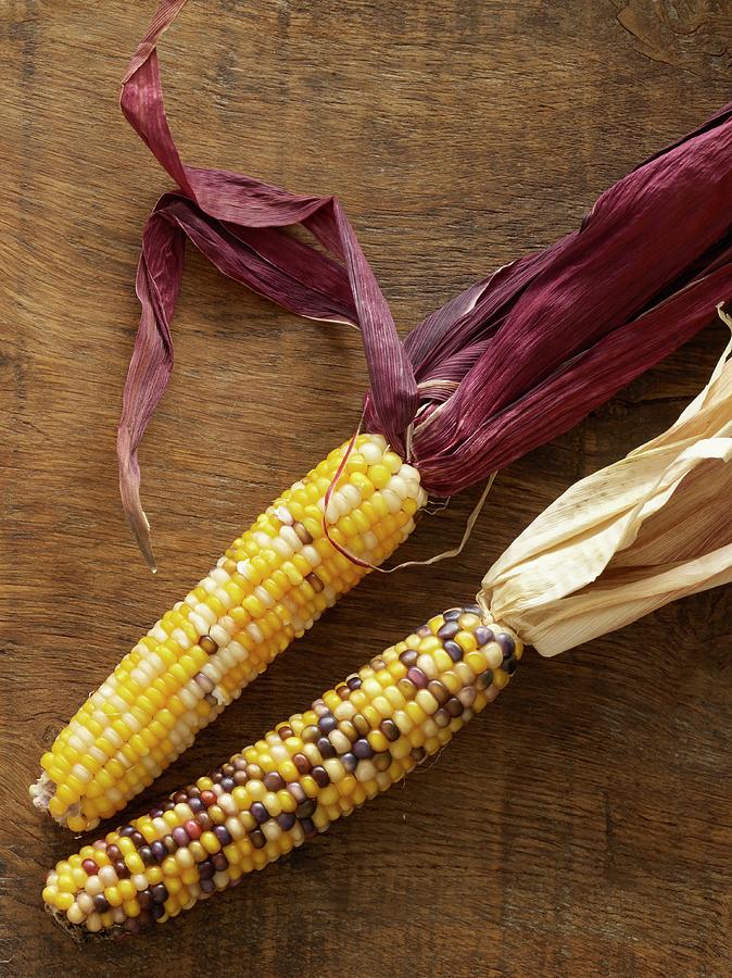 Flint Corn #5 Photograph by Science Photo Library - Fine Art America