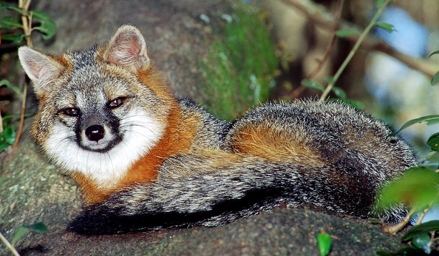 Gray Fox Photograph by Millard H. Sharp - Fine Art America