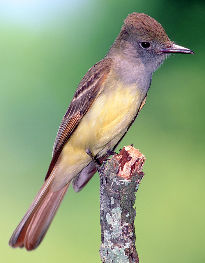 Great Crested Flycatcher Photograph by Millard H. Sharp - Fine Art America