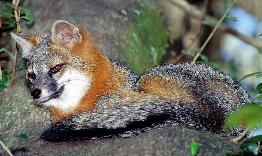 Grey Fox Photograph by Millard H. Sharp - Pixels