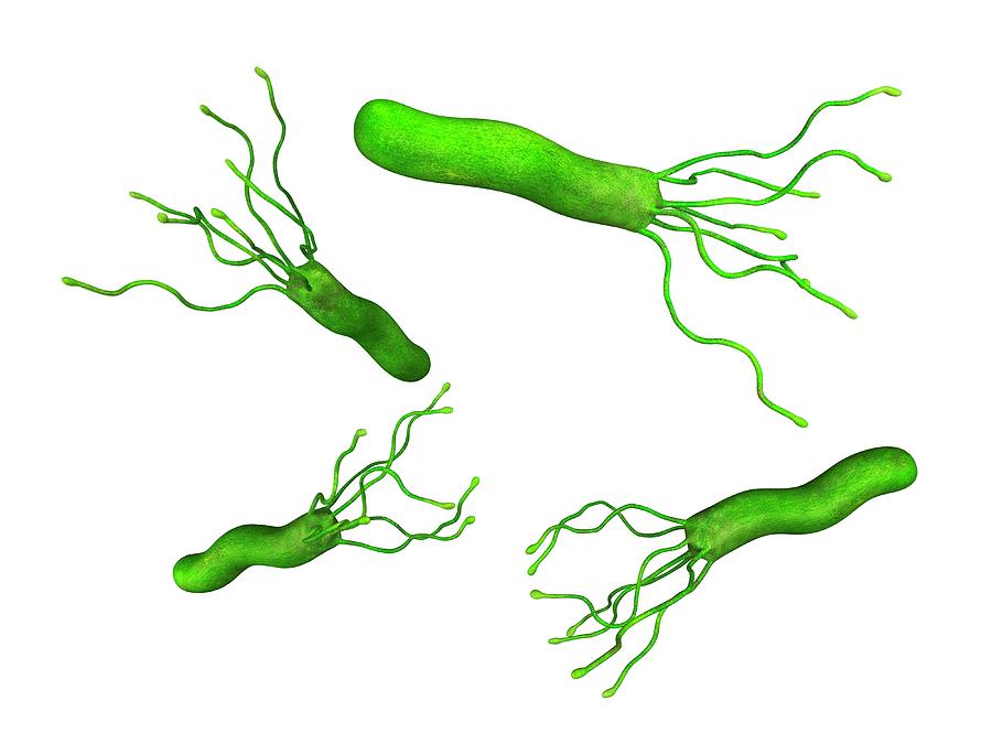 Helicobacter Pyloris Bacteria #5 Photograph by 3Dmedisphere / Science ...