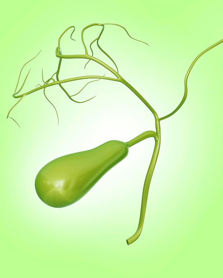 Human Gall Bladder Photograph by Pixologicstudio - Fine Art America