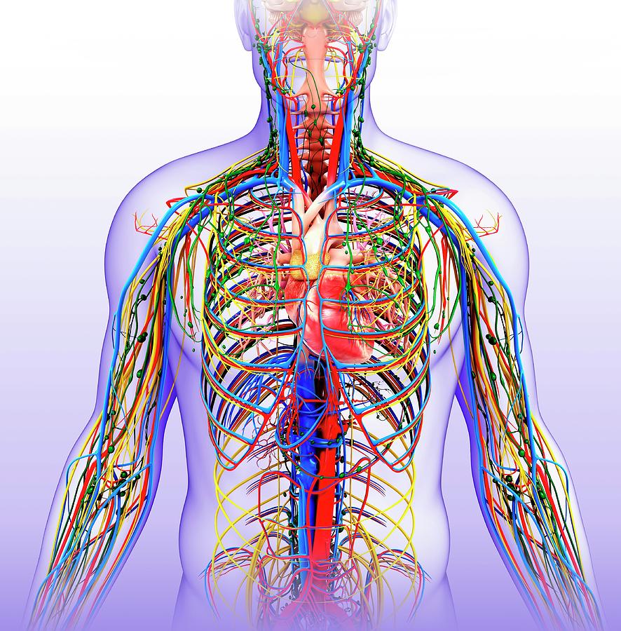 Human Internal Systems Photograph by Pixologicstudio/science Photo ...