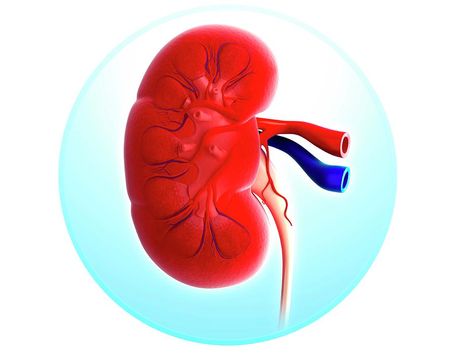 Human Kidney #5 by Science Photo Library