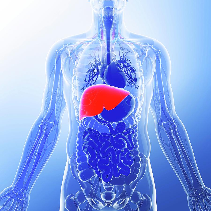 Human Liver Photograph by Pixologicstudio - Fine Art America