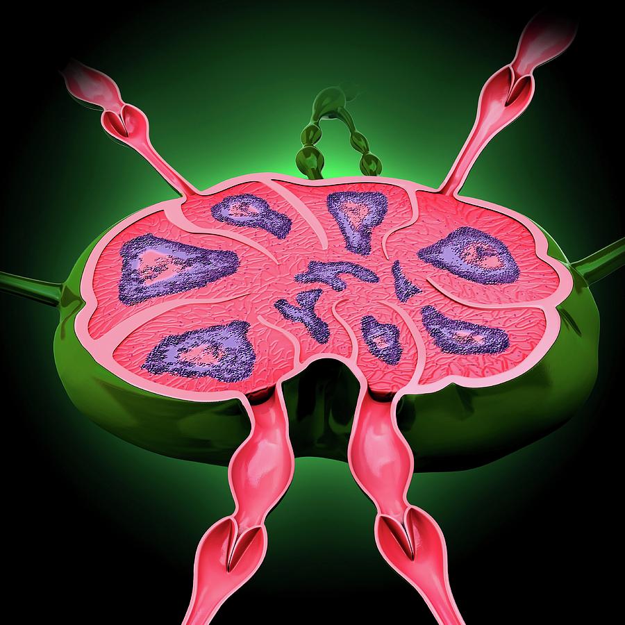 Human Lymph Node #5 by Science Photo Library