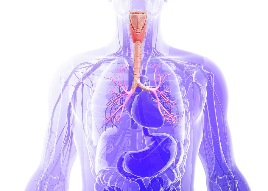 Human Respiratory System Photograph by Pixologicstudio | Fine Art America