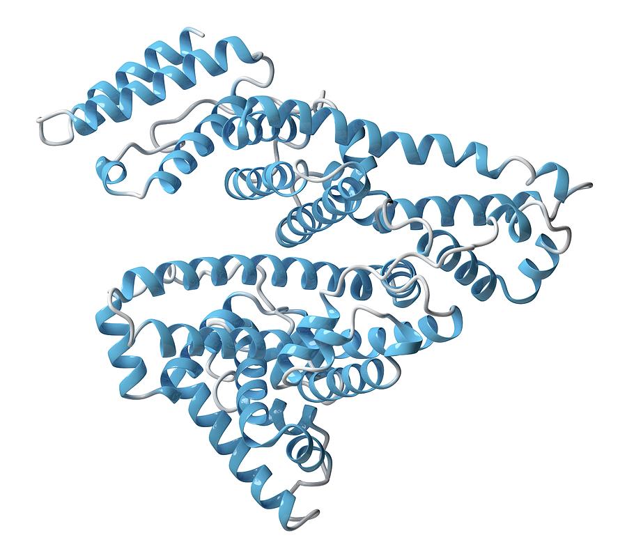Human Serum Albumin Molecule Photograph By Science Photo