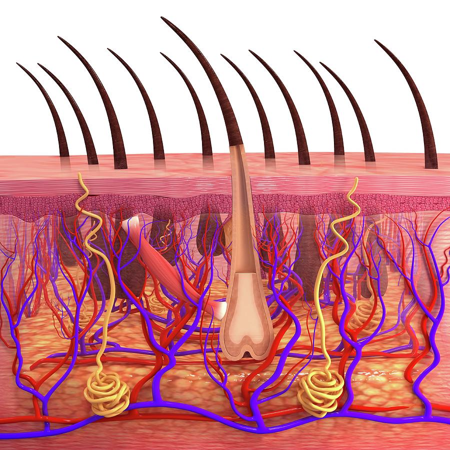Human Skin #5 by Science Photo Library