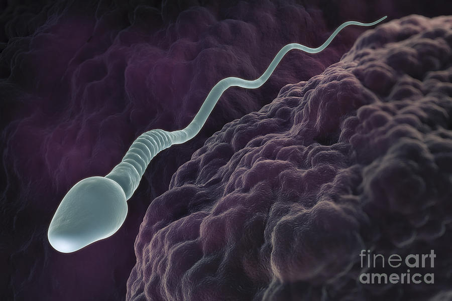 Human Sperm #5 Photograph by Science Picture Co - Pixels