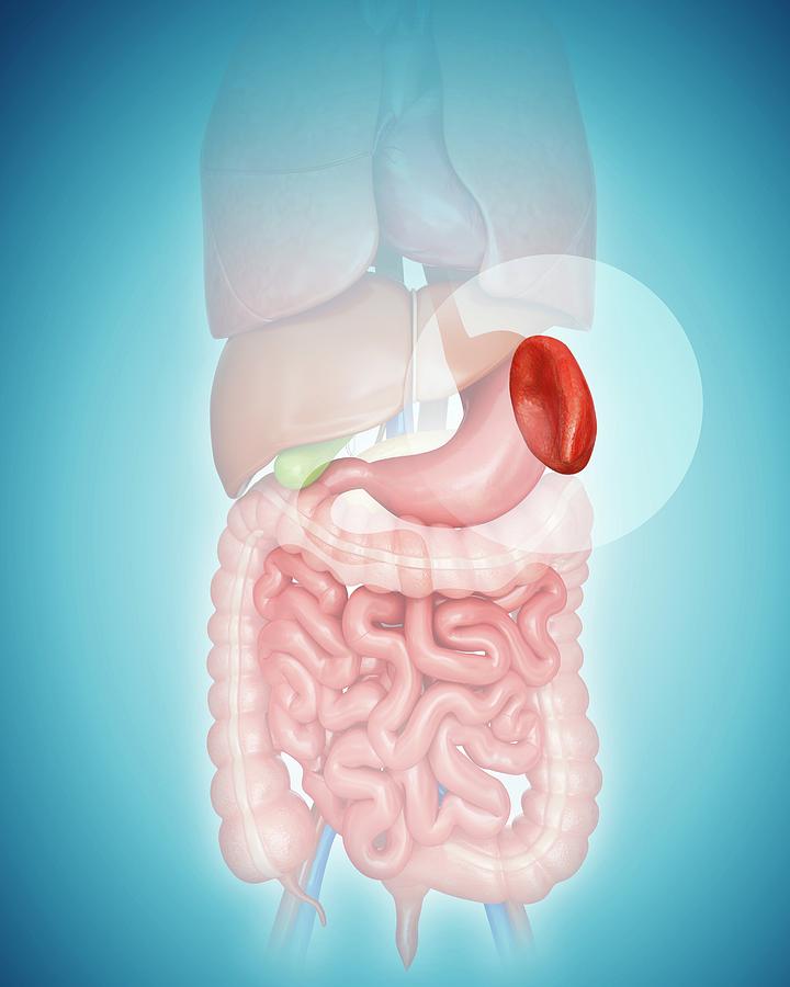 Human Stomach #5 by Science Photo Library