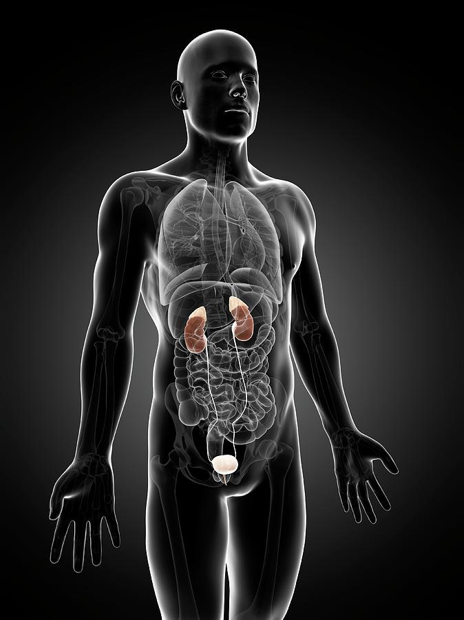 Human Urinary System Photograph by Sebastian Kaulitzki - Fine Art America