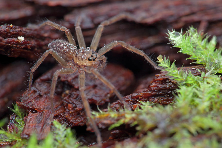 Huntsman Spider Photograph by Melvyn Yeo/science Photo Library - Fine ...