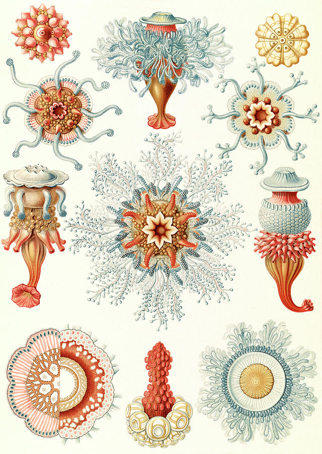 Illustration Shows Marine Invertebrates Siphonophorae Drawing By Artokoloro Fine Art America
