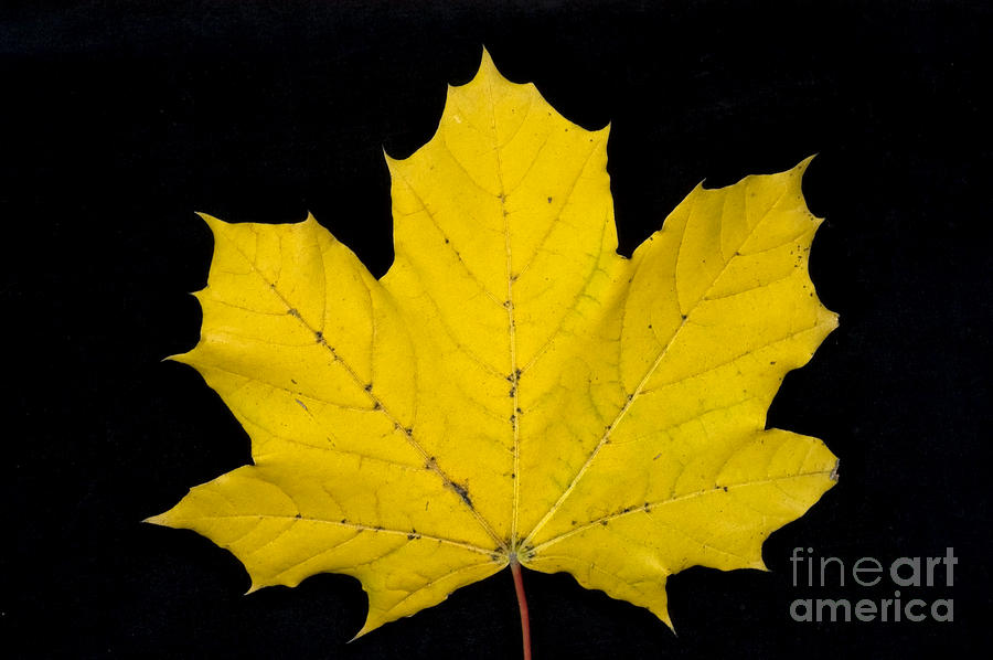 Maple Leaf Photograph by Scott Camazine - Fine Art America