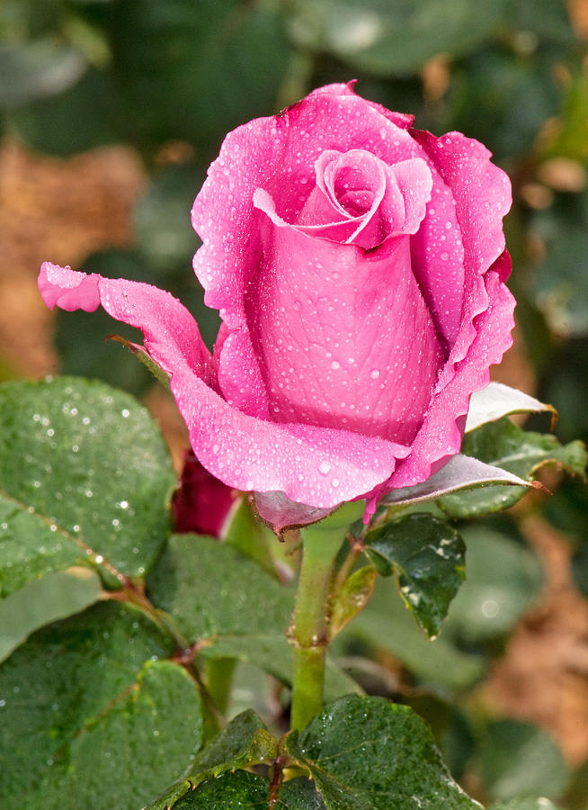 Multiflora Rose Photograph by Millard H. Sharp - Fine Art America