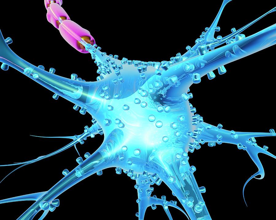 Nerve Cell Or Neuron Photograph by Alfred Pasieka/science Photo Library ...