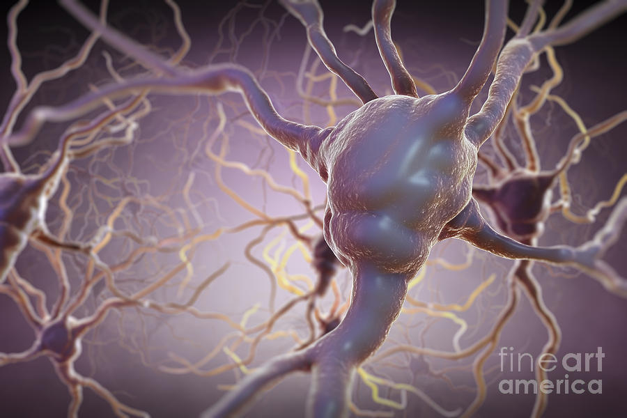 Neuron Photograph by Science Picture Co - Pixels