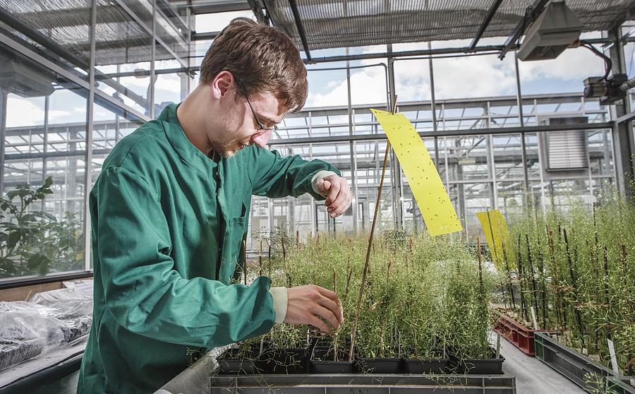 Plant research #5 by Science Photo Library