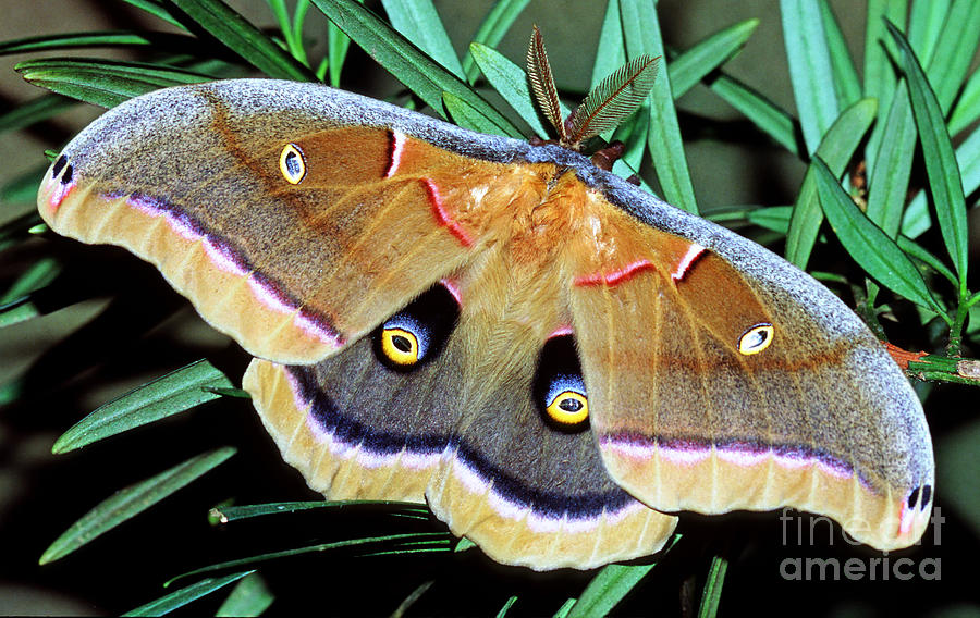 Polyphemus Moth Photograph by Millard H. Sharp - Fine Art America